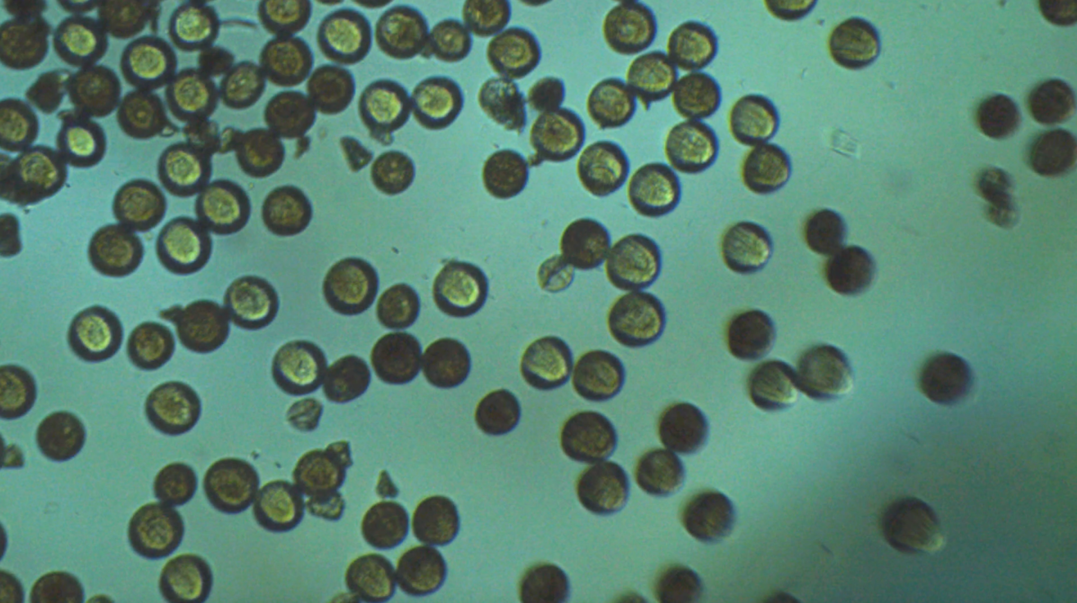 Brownův pohyb | iQLANDIA.cz